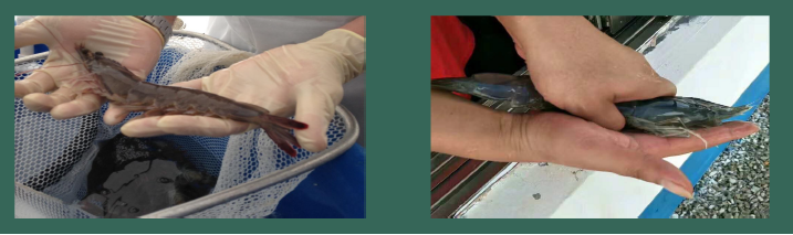 CHANGING ROLE OF GENETICS IN SHRIMP BREEDING – AquaDeals Blog